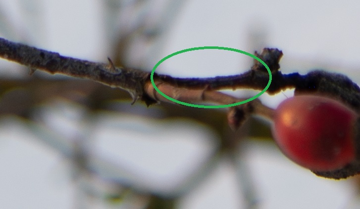 My Practical Camera Raw Workflow for Nature Photography | Shutter and ...