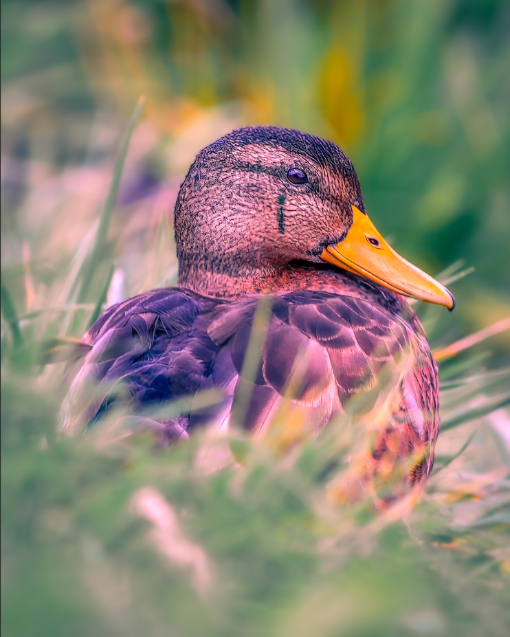 My Practical Camera Raw Workflow for Nature Photography | Shutter and ...