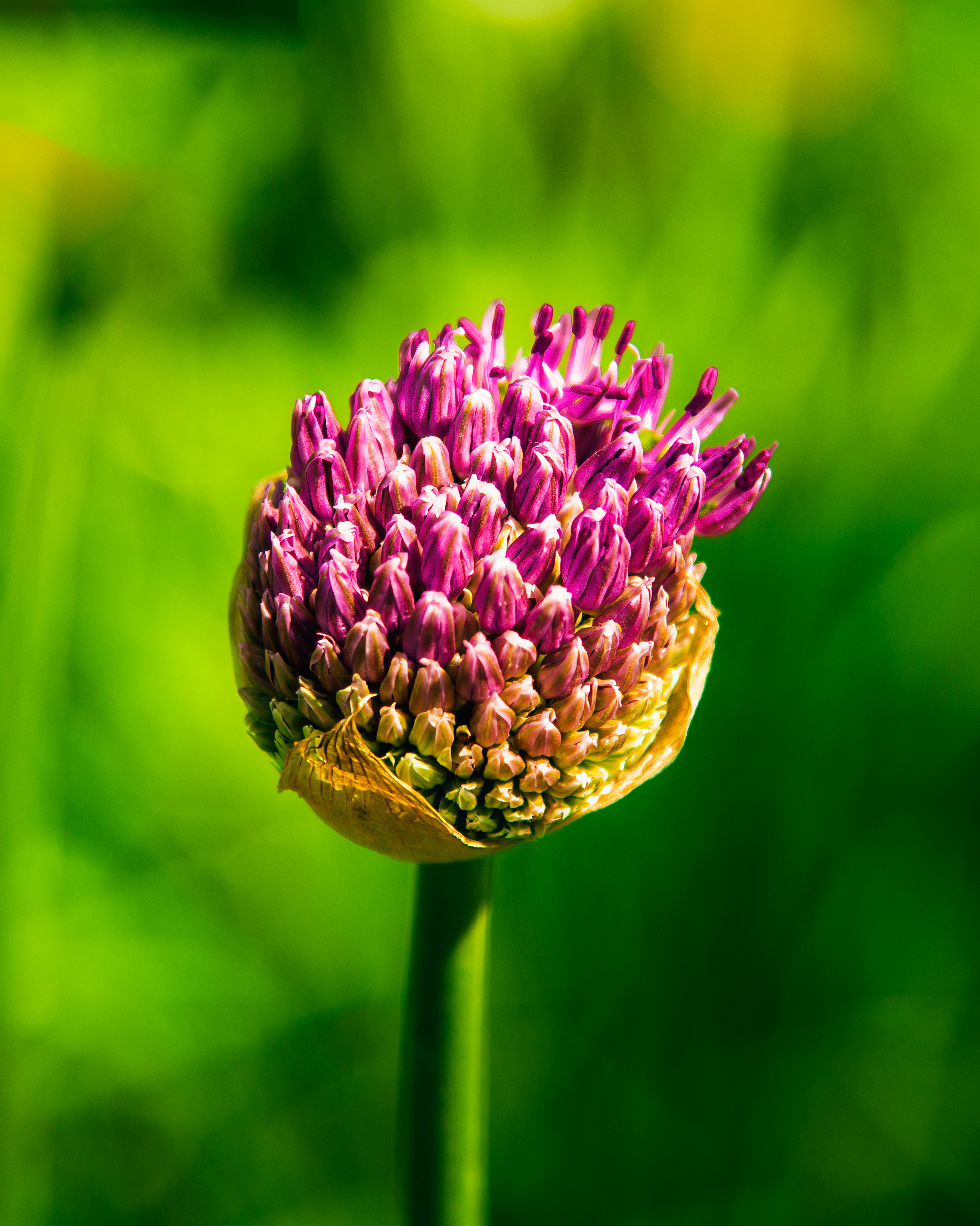 How to Edit Stunning Flower Photos in Lightroom & Photoshop | Shutter ...