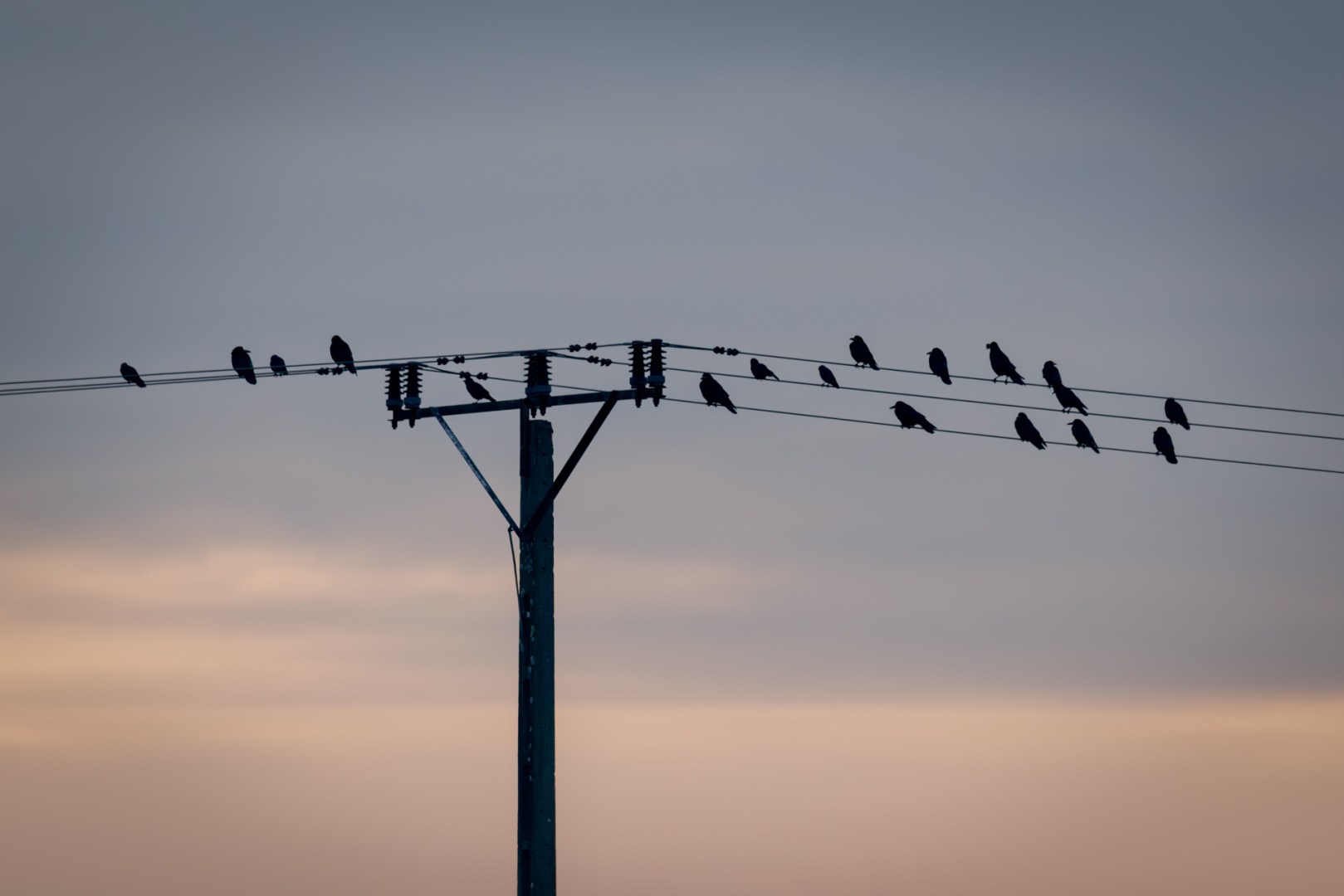 A walk among gathering wings | Shutter and Saddle